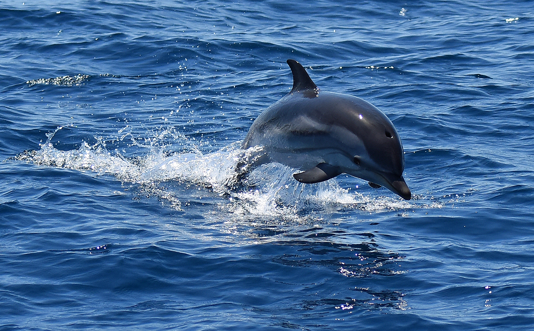 Rècord d'albirament de dofins llistat - DEPANA. Lliga per a la Defensa ...