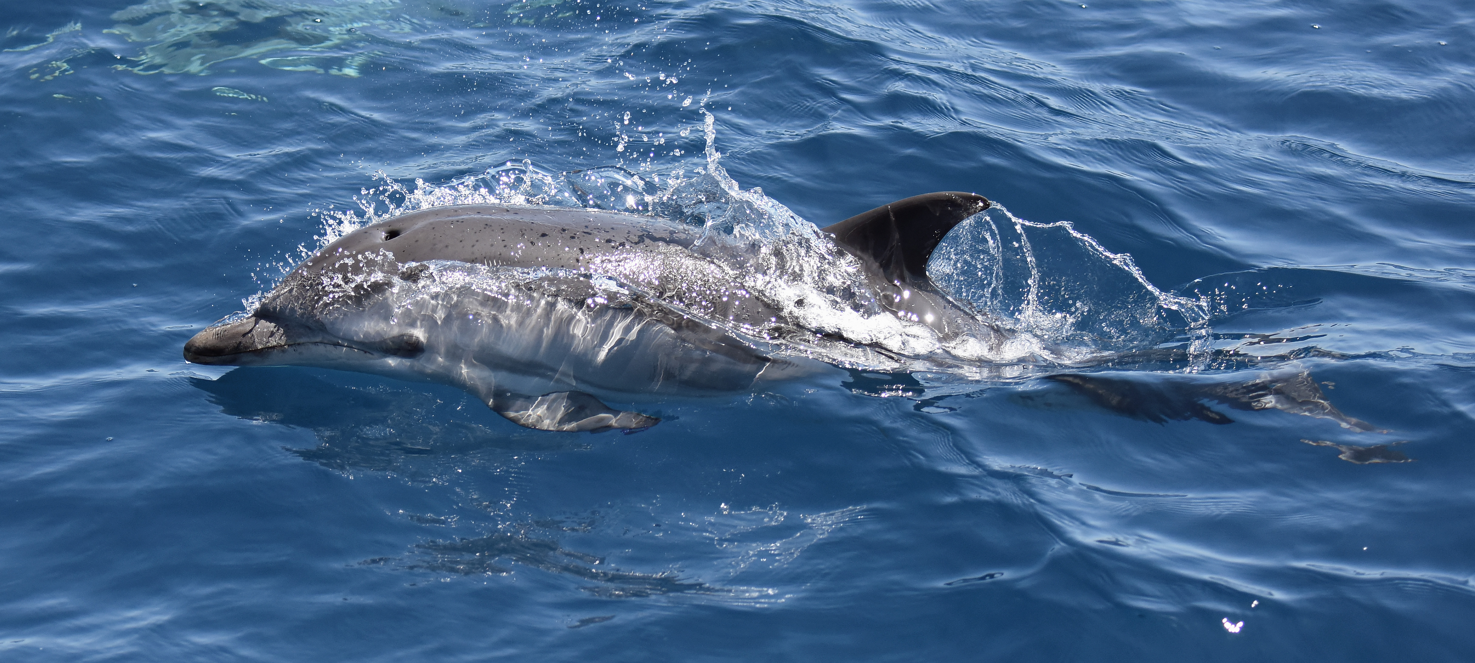 Rècord d'albirament de dofins llistat - DEPANA. Lliga per a la Defensa ...