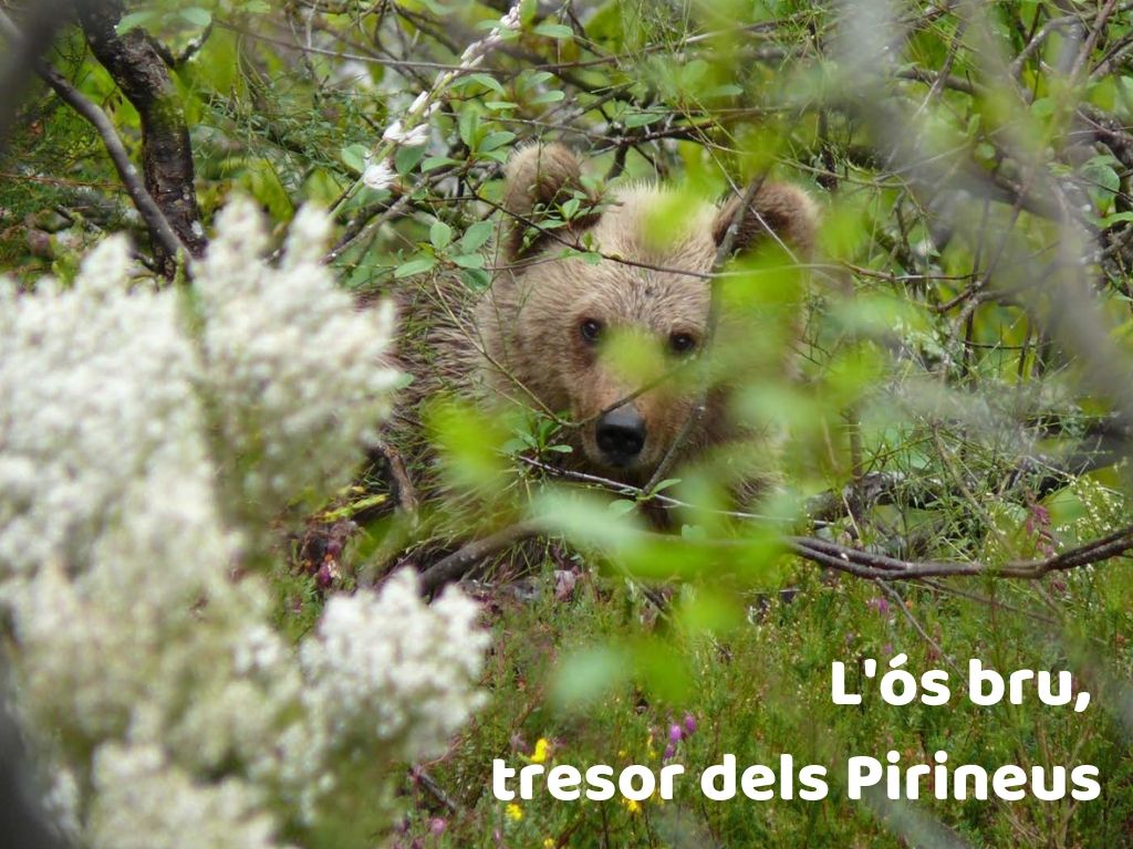 L'ós bru, tresor dels Pirineus - DEPANA. Lliga per a la Defensa del ...